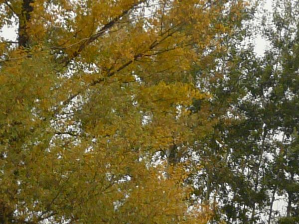 forest side view texture 0007 - Texturelib